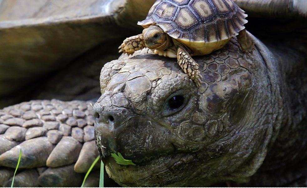 Aram Public Library - Delavan, WI